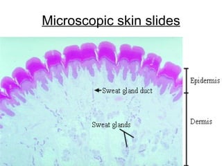 Chapter 12 Homeostasis Lesson 2 - Examples of Homeostasis in Man | PPT ...