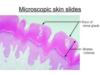 Chapter 12 Homeostasis Lesson 2 - Examples of Homeostasis in Man | PPT ...