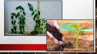 Examples of organic Fertilizer.pptx