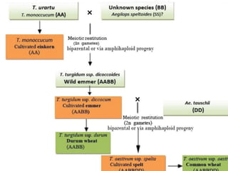 Examples of whole genome transfer | PDF