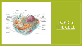 Exam preparation IB Biology Topics 1 to 3 | PPTX