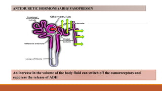 EXC04 REGULATION & disease of excretory system .pdf