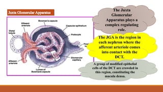 EXC04 REGULATION & disease of excretory system .pdf