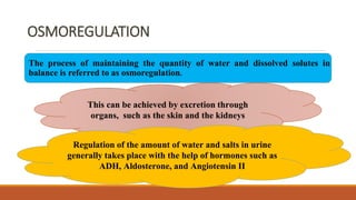 EXC04 REGULATION & disease of excretory system .pdf