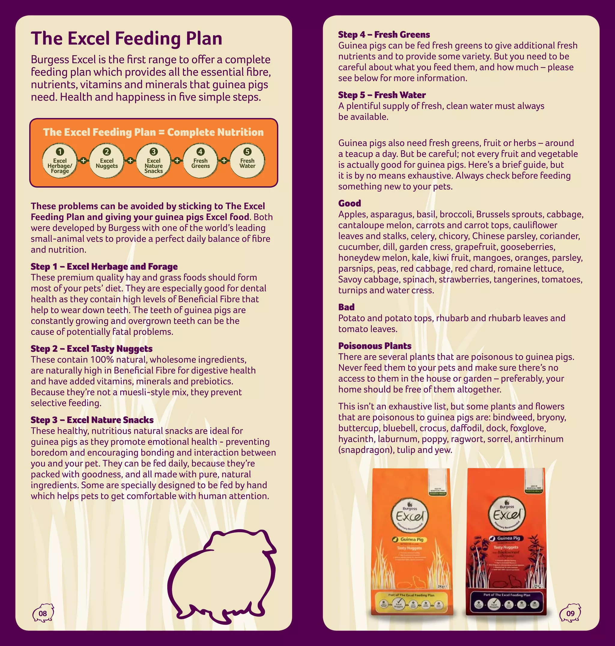 Guinea Pig Care Guide | PDF