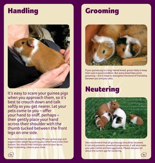 Guinea Pig Care Guide | PDF