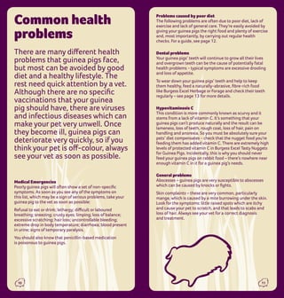 Guinea Pig Care Guide | PDF