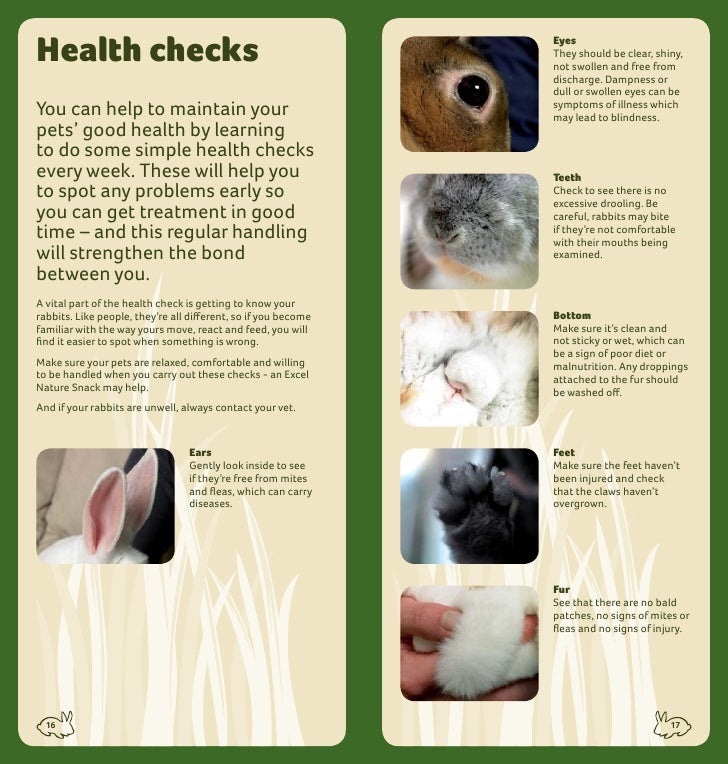 Excel Rabbit Care Guide