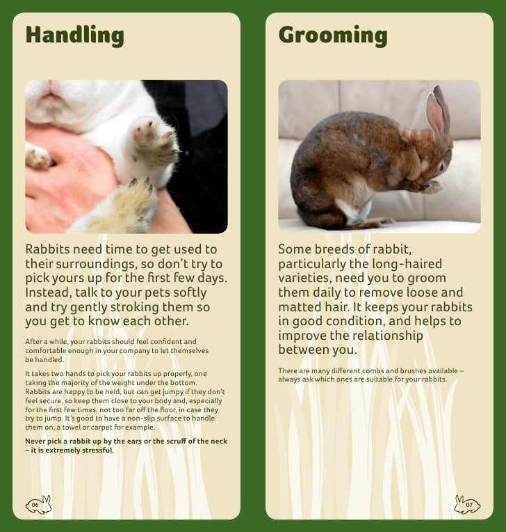 Pets At Home Rabbit Care Plan at Laverne Gonsales blog