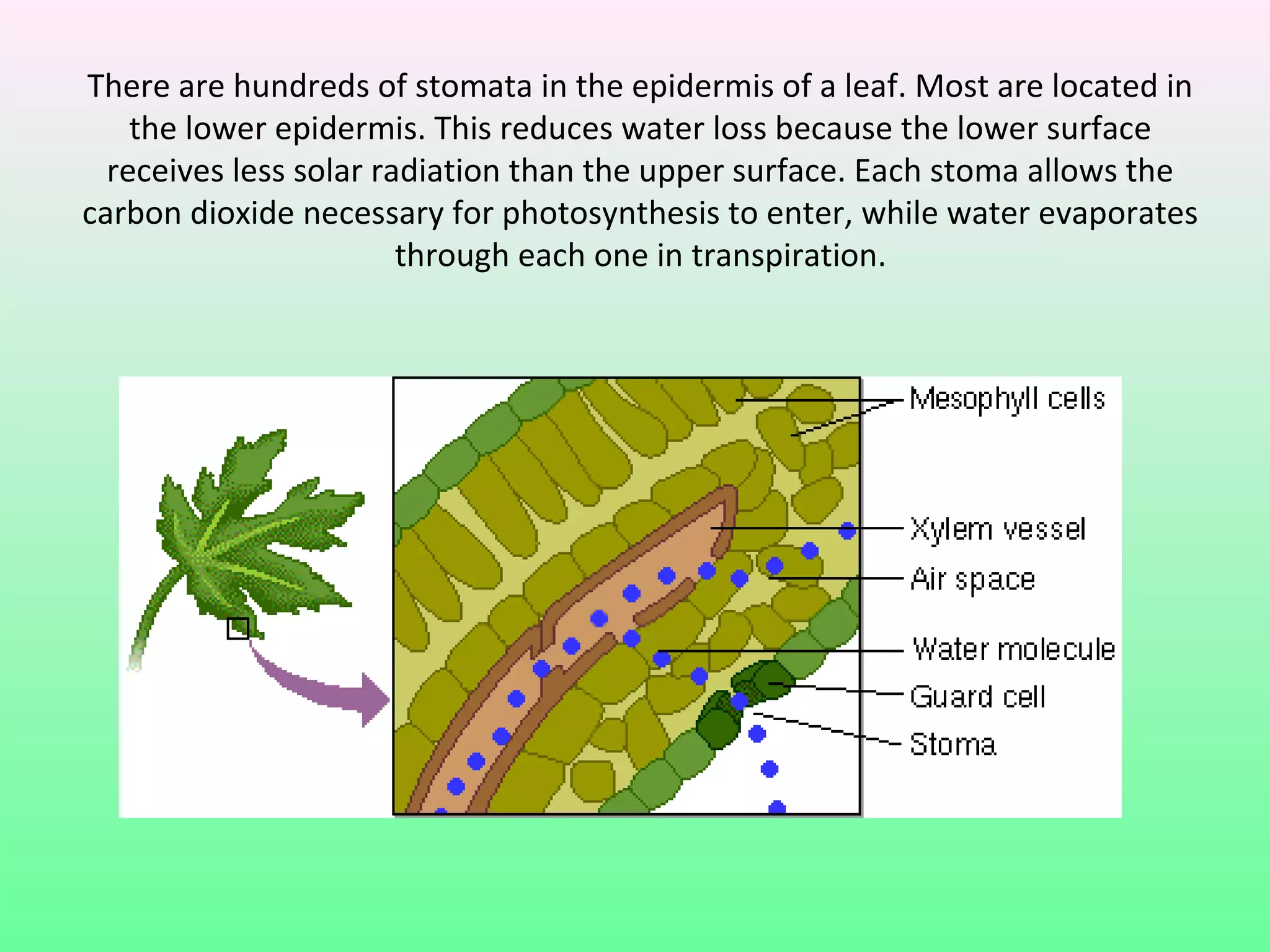 transpiration in plants | PPT