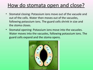 transpiration in plants | PPT