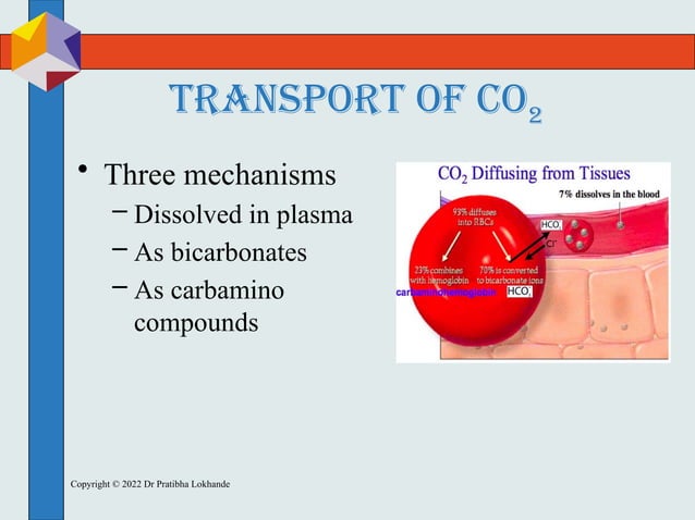 Exchange and Transport of Respiratory gases .pptx | Lung and ...