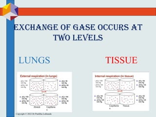 Exchange and Transport of Respiratory gases .pptx