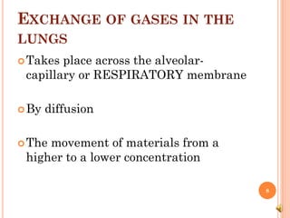 Exchange of gases.pdf
