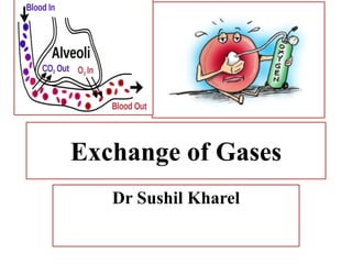 Exchange of gases 1 | PPT