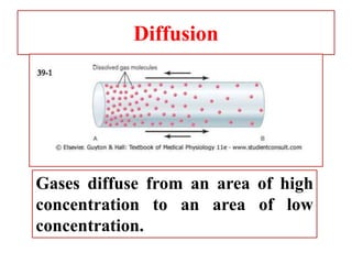 Exchange of gases 1 | PPT