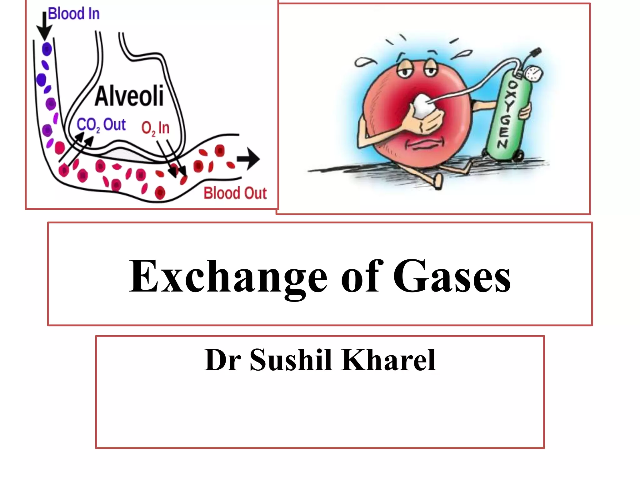 Exchange of gases 1 | PPTX