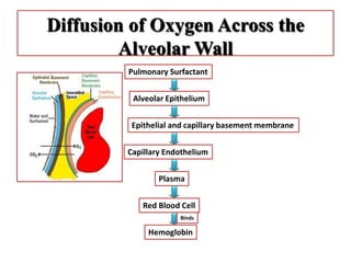 Exchange of gases 1 | PPTX