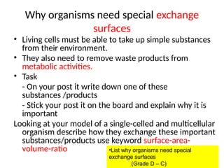 Different exchange_surfaces in organisms | PPTX