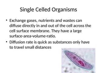 Different exchange_surfaces in organisms | PPTX