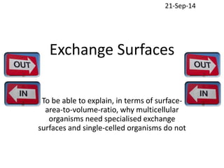 Exchange surfaces lesson 1 | PPTX