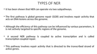 NUCLEOTIDE EXCISION REPAIR IN EUKARYOTES | PPT