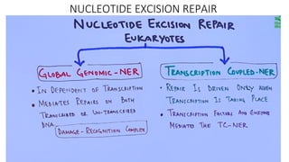 NUCLEOTIDE EXCISION REPAIR IN EUKARYOTES | PPT
