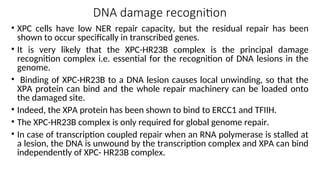 NUCLEOTIDE EXCISION REPAIR IN EUKARYOTES | PPT