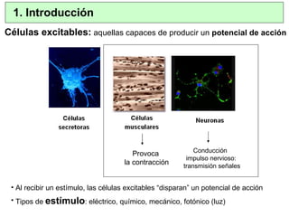 Excitabilidad. potenciales de membrana. | PPT