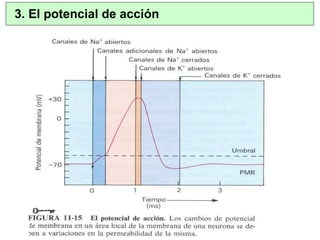 Excitabilidad. potenciales de membrana. | PPT