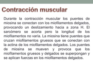Excitabilidad muscular | PPTX