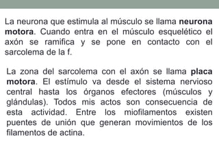 Excitabilidad muscular | PPTX