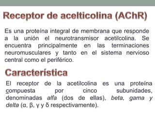 Excitabilidad muscular | PPTX