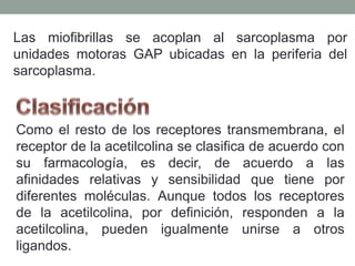 Excitabilidad muscular | PPTX