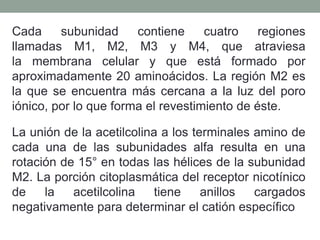 Excitabilidad muscular | PPTX