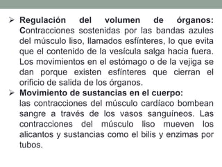 Excitabilidad muscular | PPTX