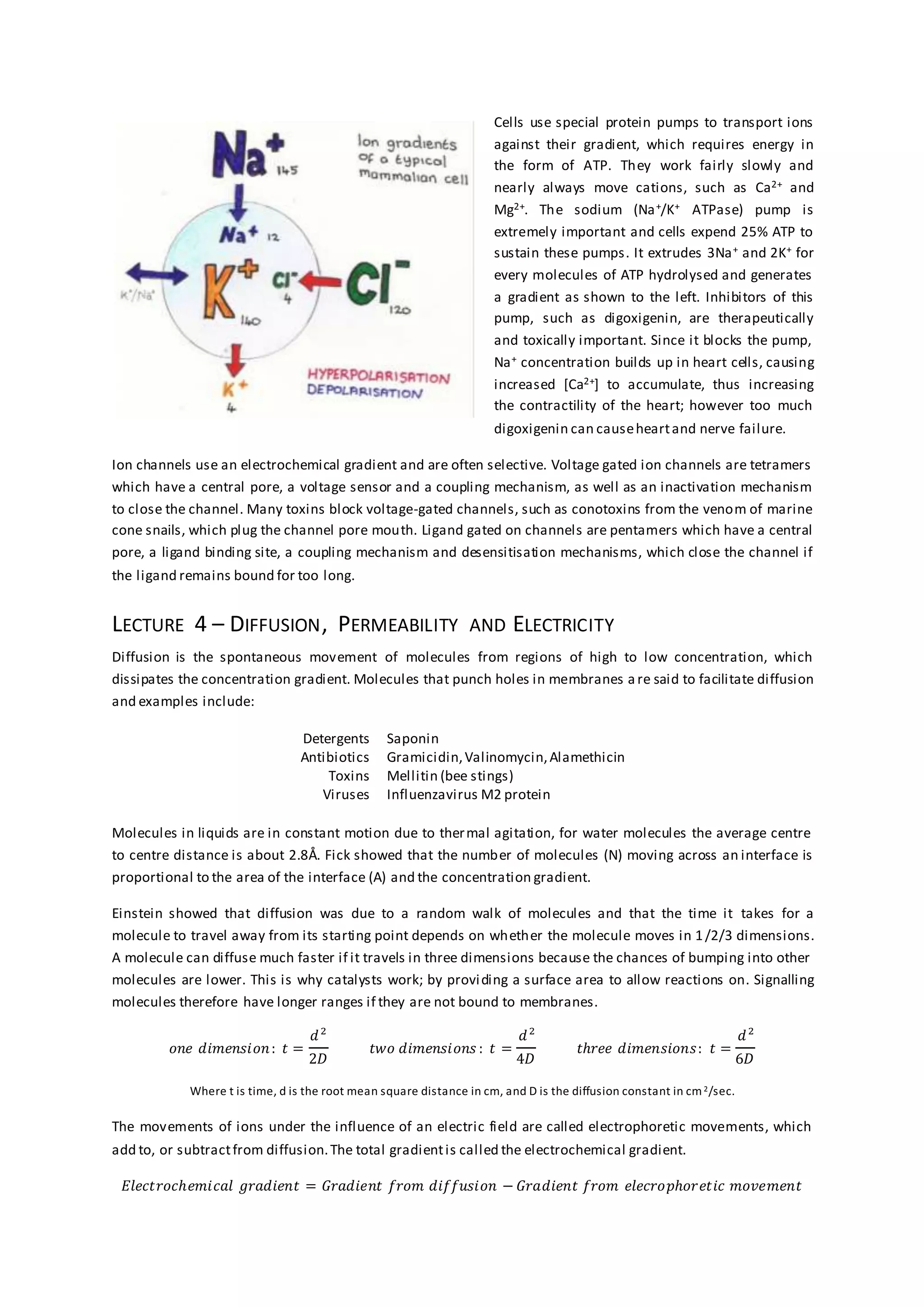 Excitable Cells: Revision Notes | DOCX