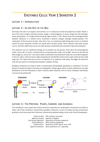 Excitable Cells: Revision Notes | PDF