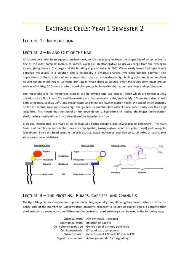 Excitable Cells: Revision Notes | PDF