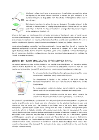Excitable Cells: Revision Notes | PDF