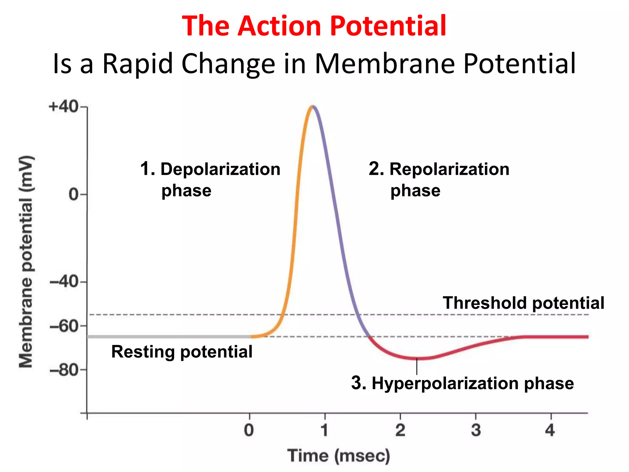 Excitable tissue Physiology | PPTX