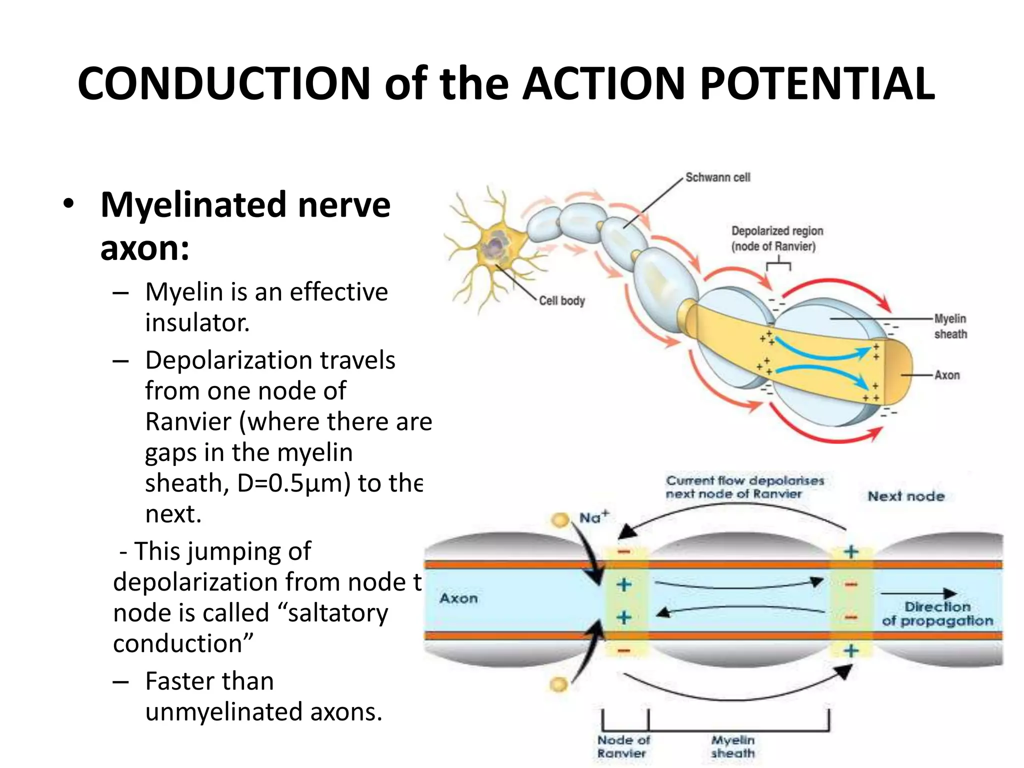 Excitable tissue Physiology | PPTX