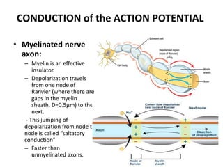 Excitable tissue Physiology | PPTX