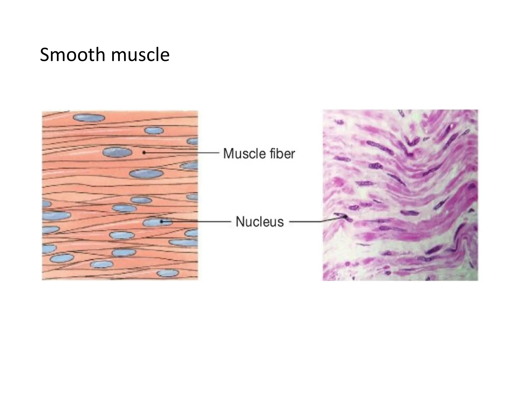 Excitable tissues- muscle.pdf | Heart and Cardiovascular Diseases ...