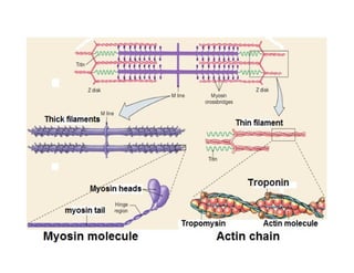 Excitable tissues- muscle.pdf | Heart and Cardiovascular Diseases ...