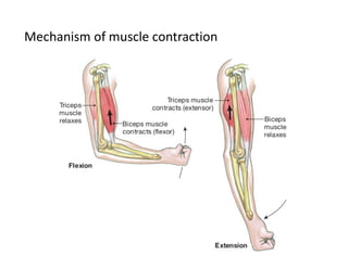Excitable tissues- muscle.pdf | Heart and Cardiovascular Diseases ...