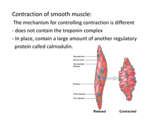 Excitable tissues- muscle.pdf | Heart and Cardiovascular Diseases ...