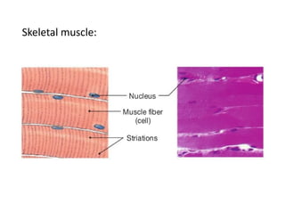 Excitable tissues- muscle.pdf | Heart and Cardiovascular Diseases ...