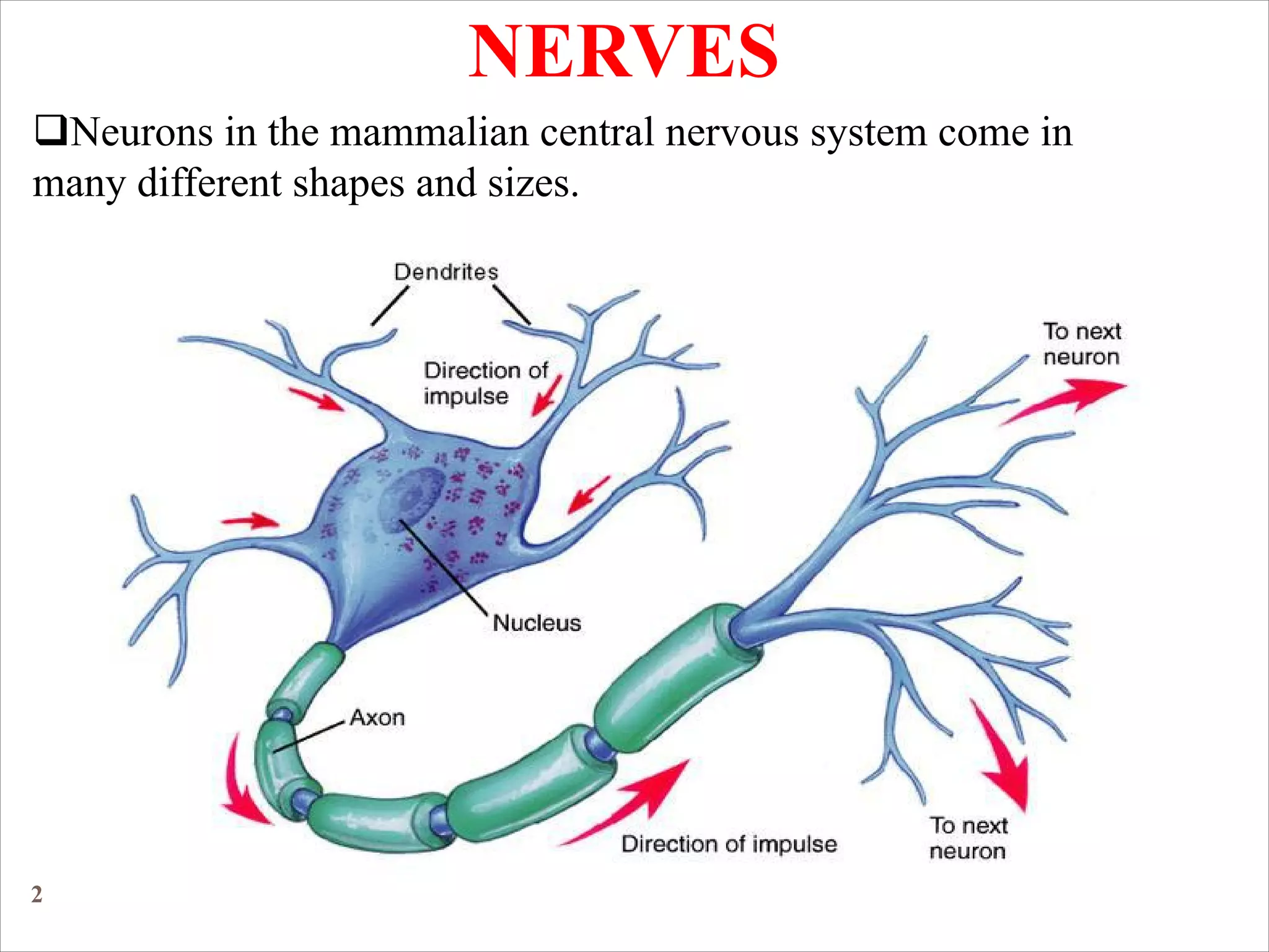 Excitable tissues nerve | PDF