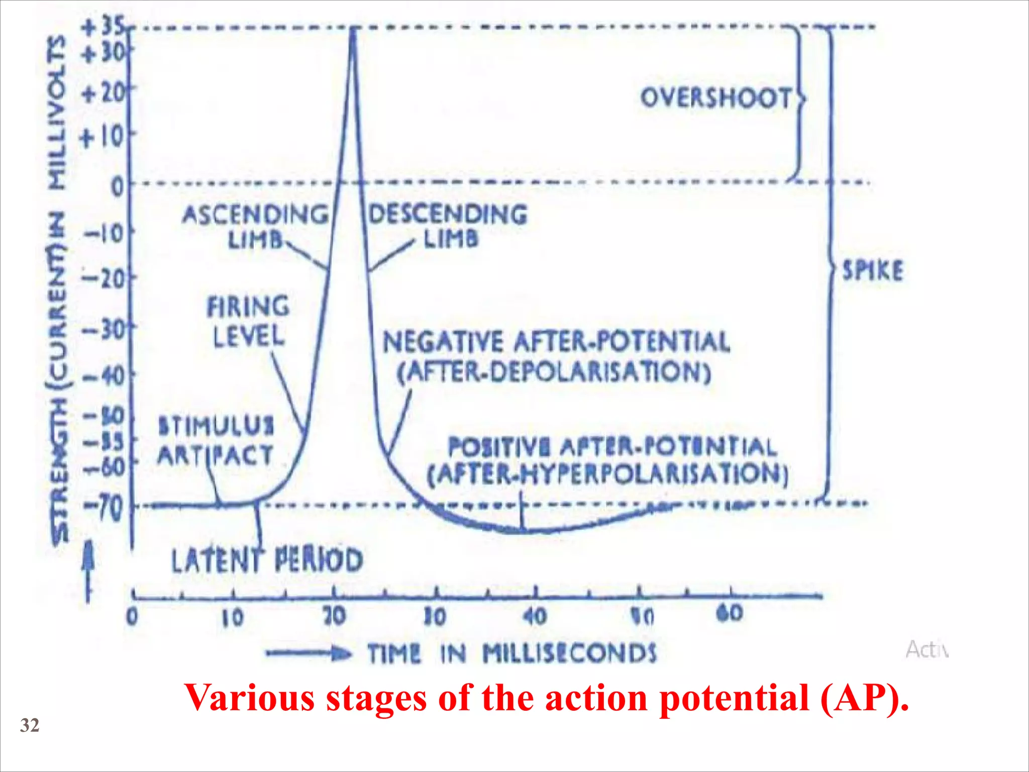 Excitable tissues nerve | PDF